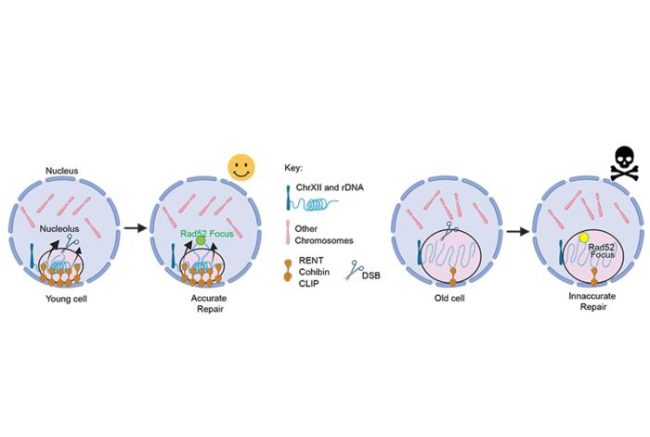 Nucleolus Size: A Key to Cellular Aging and Longevity Revealed ...