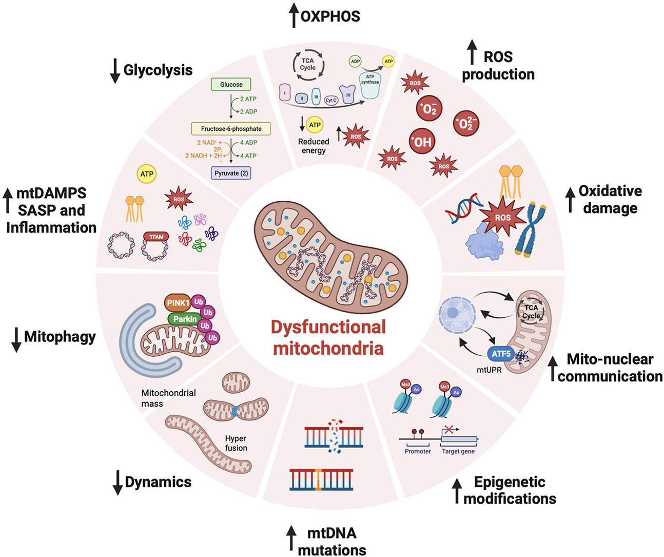 Mitochondria: The Key to Stem Cell Longevity and Anti-Aging Strategies ...