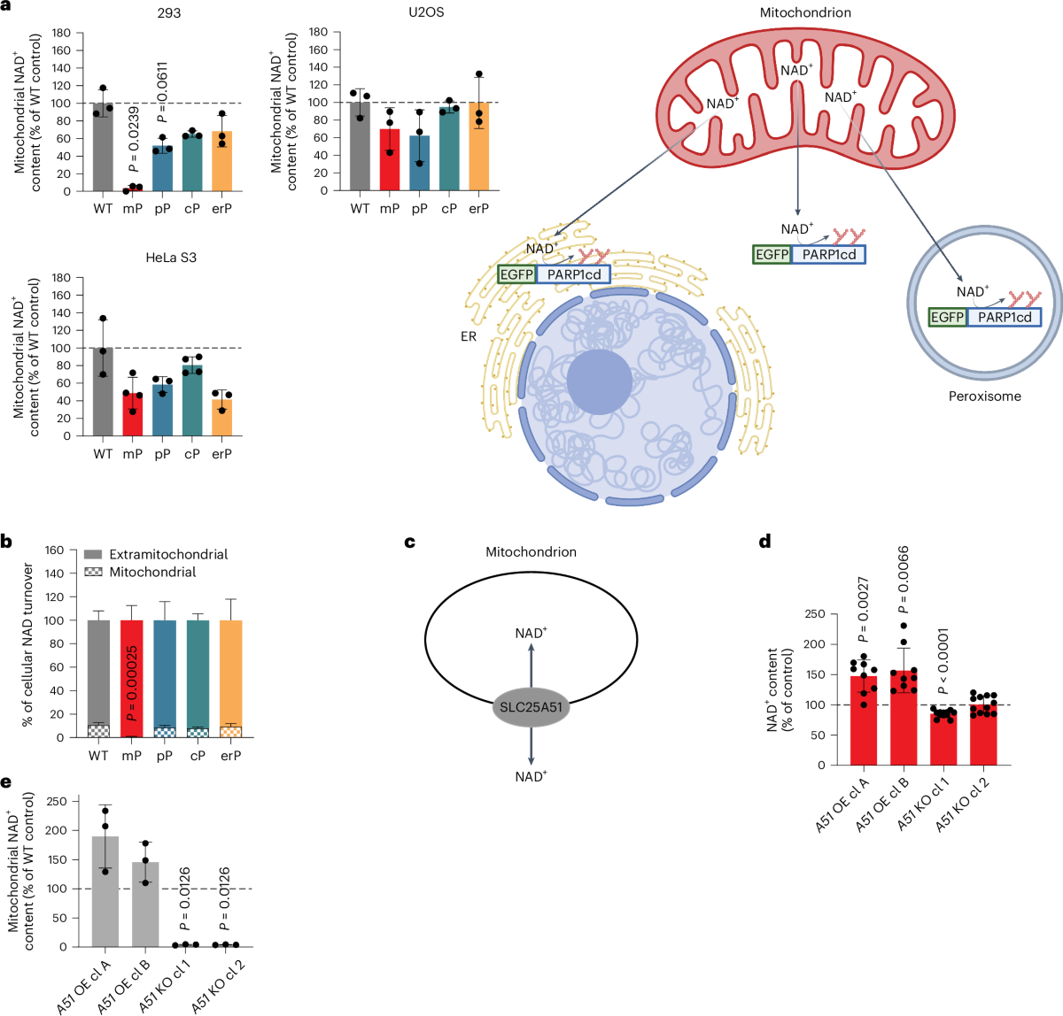 Mitochondria as a Reservoir of NAD⁺: Regulating Cellular Energy and Metabolic Stability ...