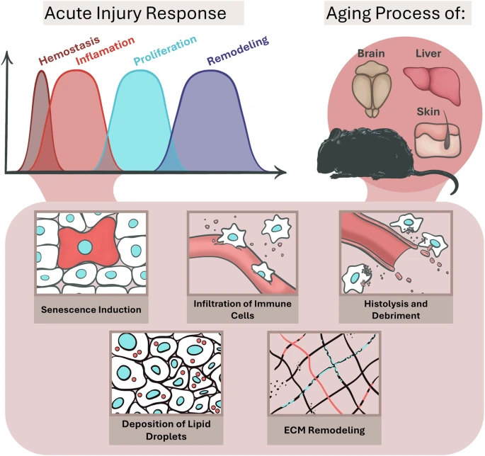 Aging Is Not Just Decline It Is a Wound That Never Heals - Targeting ...