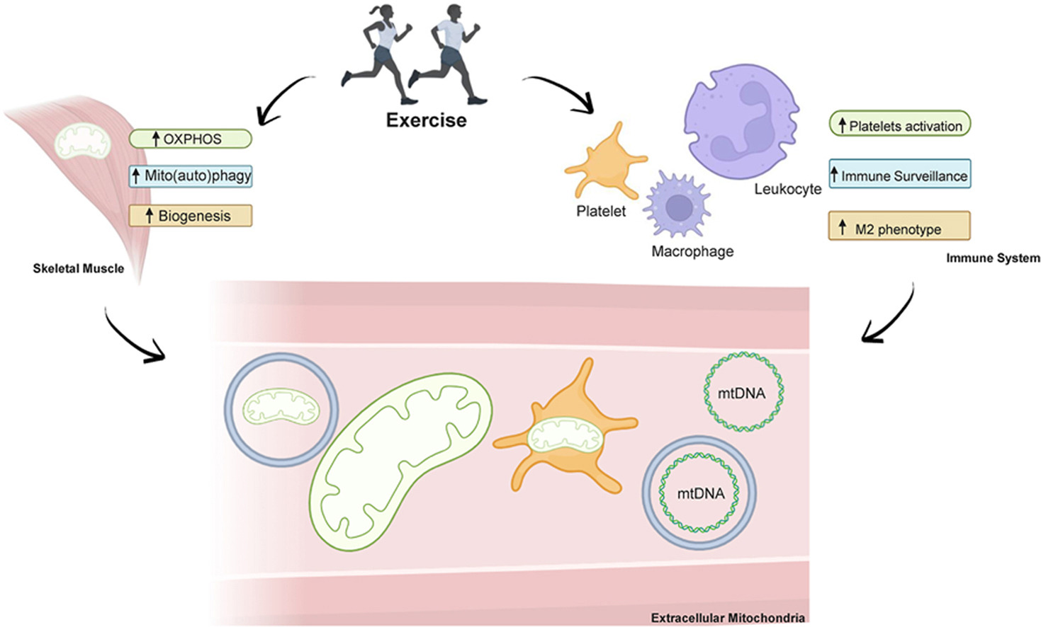 Exercise Does More Than Move Muscles It Moves Mitochondria and Shapes ...