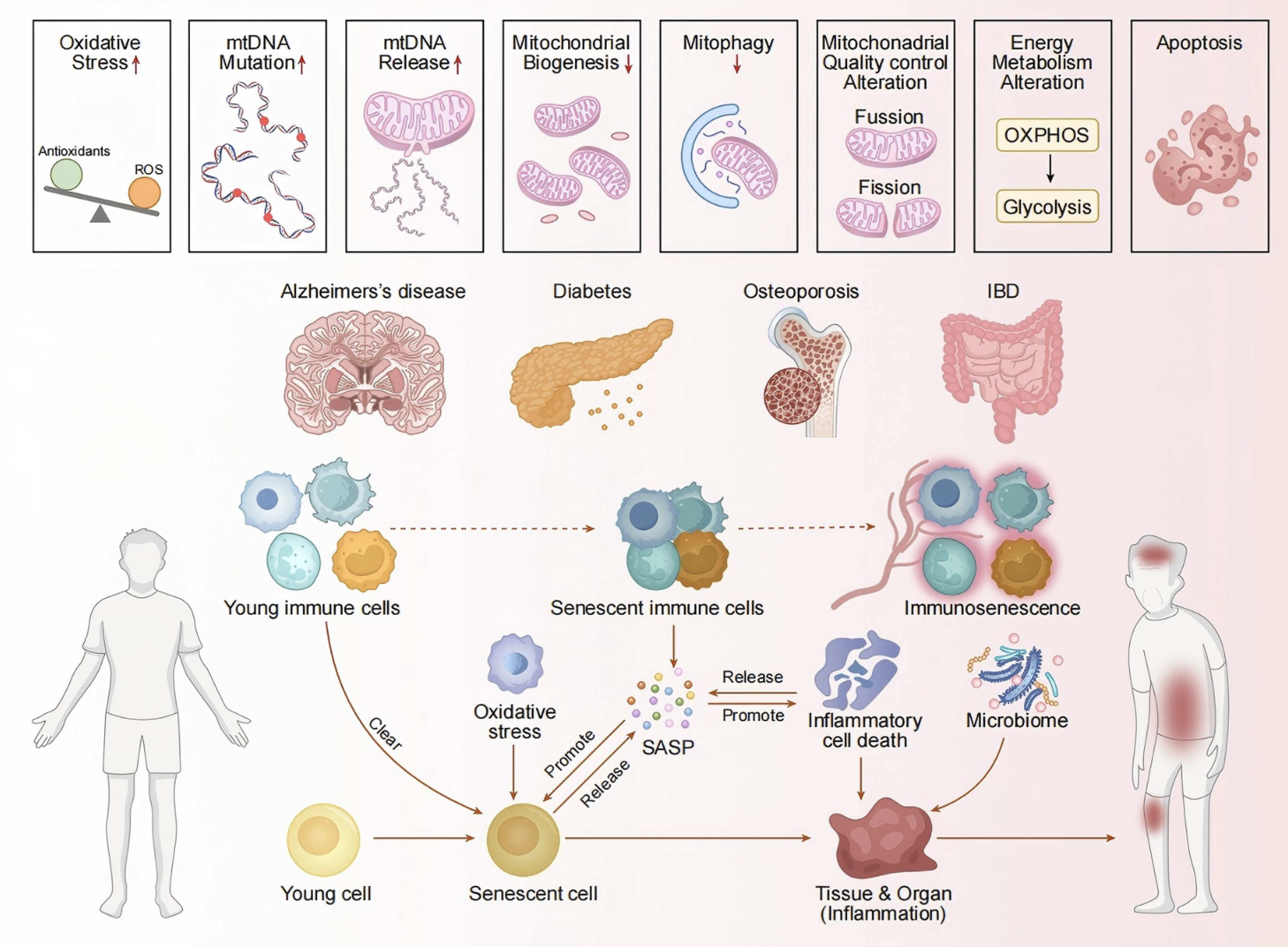 The oral microbiome as an inflammaging amplifier - Targeting Longevity ...